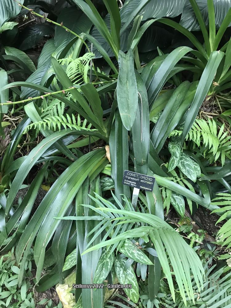Photo of the entire plant of Comet Orchid (Angraecum eburneum) posted ...
