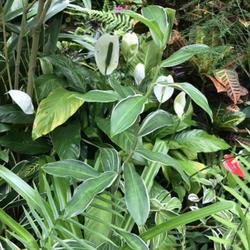 Variegated Spiral Ginger (Costus arabicus 'Variegatus') - Garden.org
