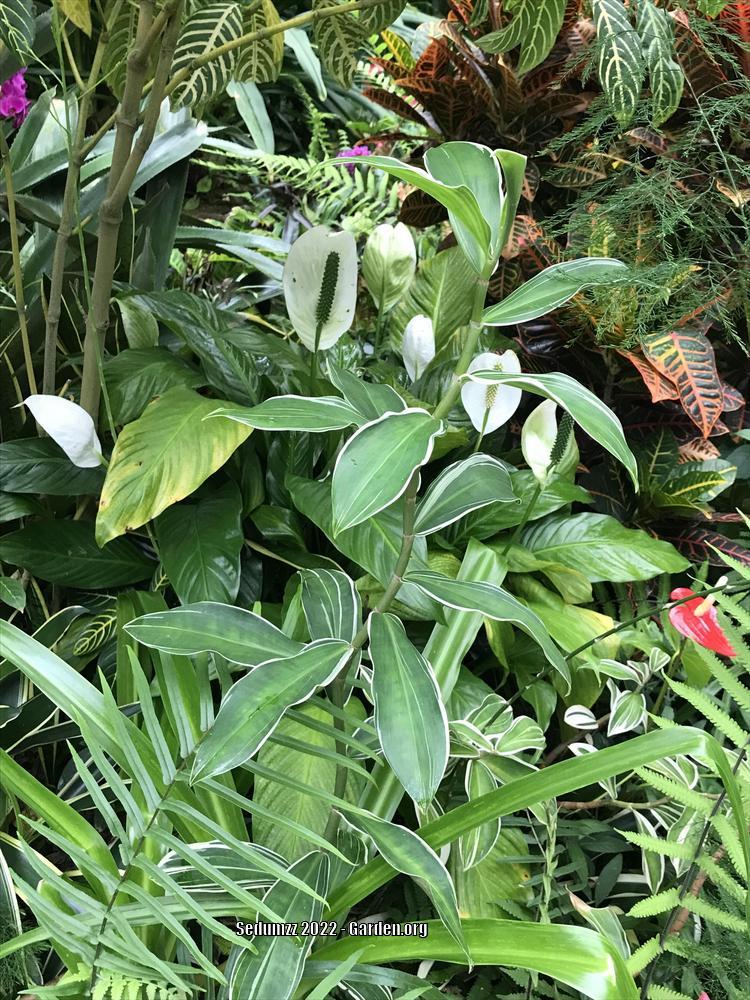 Photo of the entire plant of Variegated Spiral Ginger (Costus arabicus ...