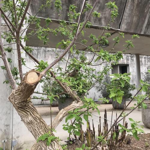 Anacahuita (Cordia boissieri) - Garden.org