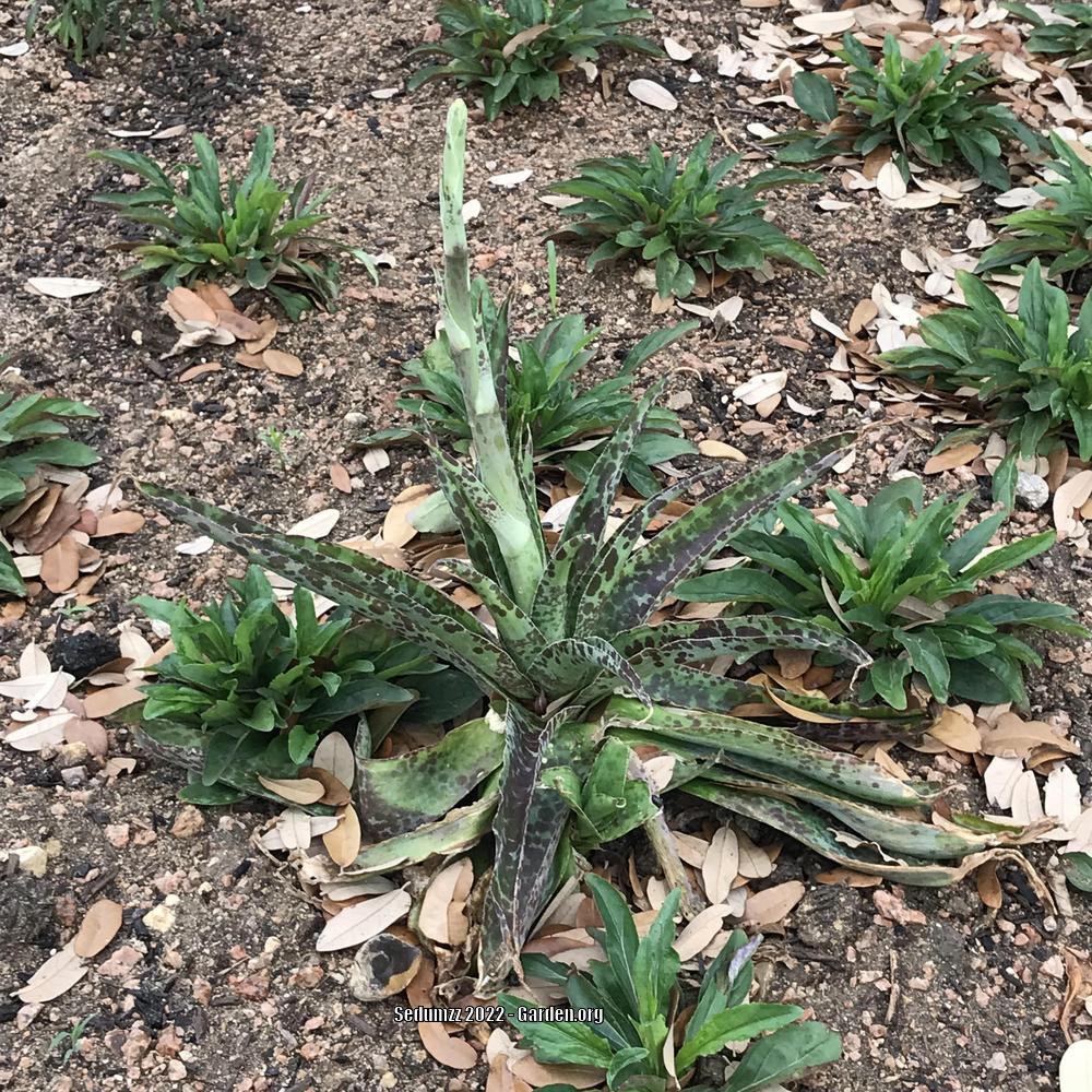 Photo of the entire plant of Huaco (Agave variegata) posted by sedumzz ...