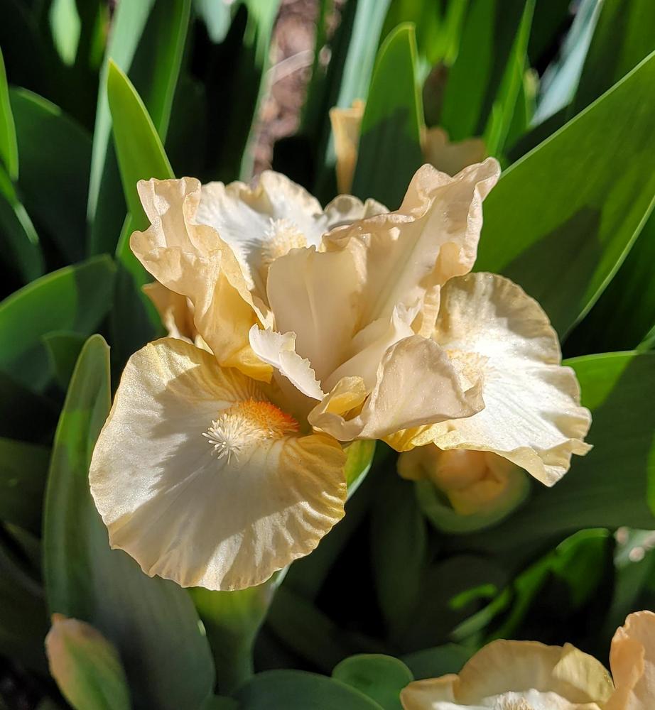 Photo of the bloom of Standard Dwarf Bearded Iris (Iris 'Naples Syrup ...