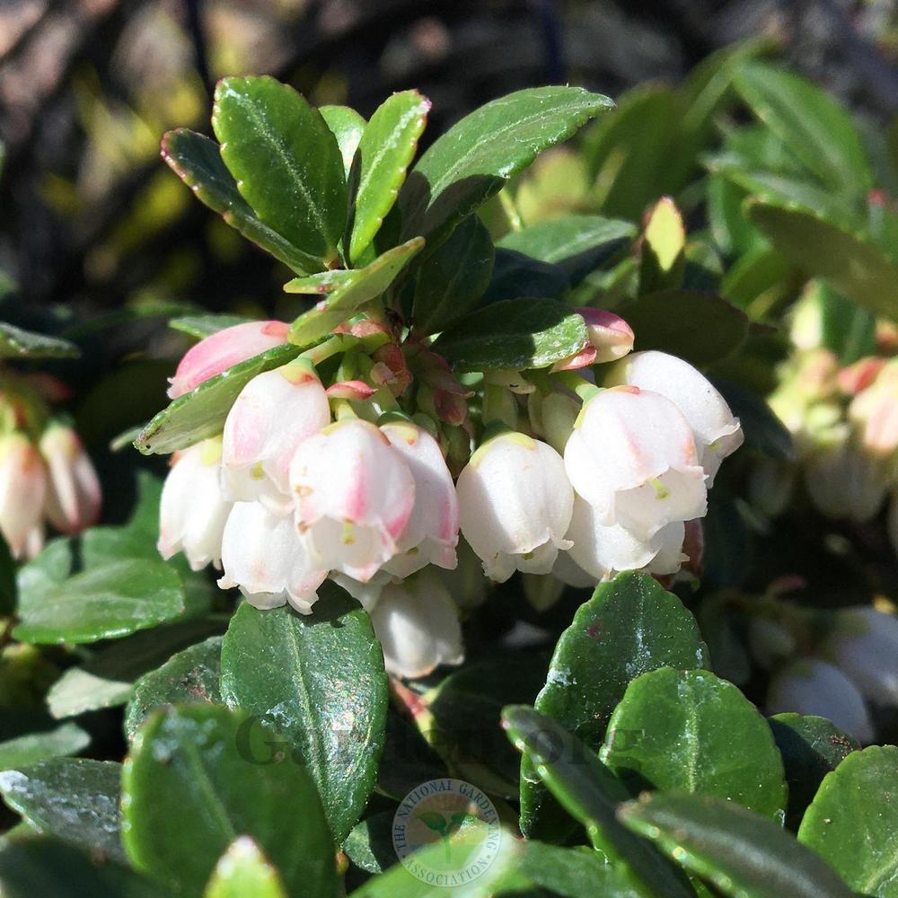 Photo of the bloom of Box Huckleberry (Gaylussacia brachycera Berried ...