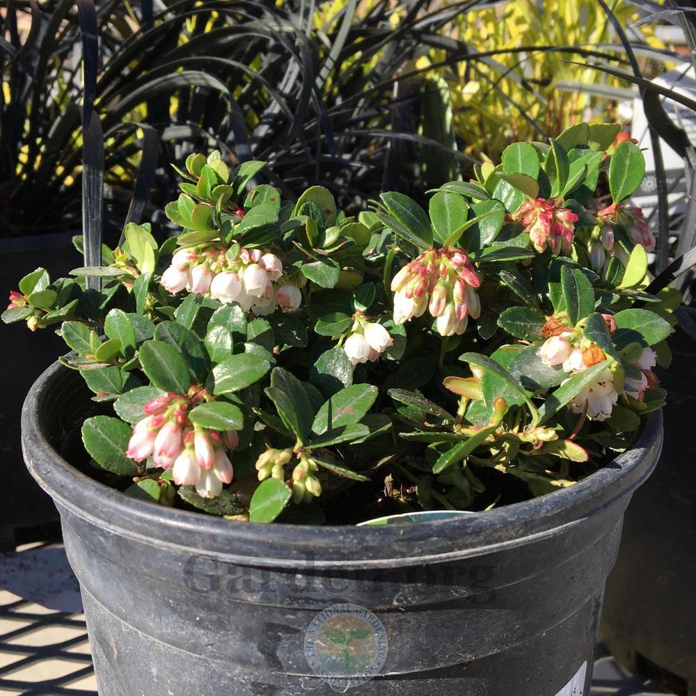 Photo of the seedling or young plant of Box Huckleberry (Gaylussacia ...