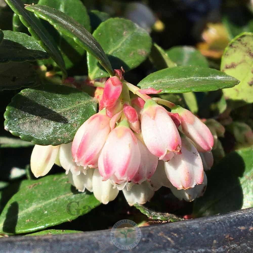 Photo of the closeup of buds, sepals and receptacles of Box Huckleberry ...