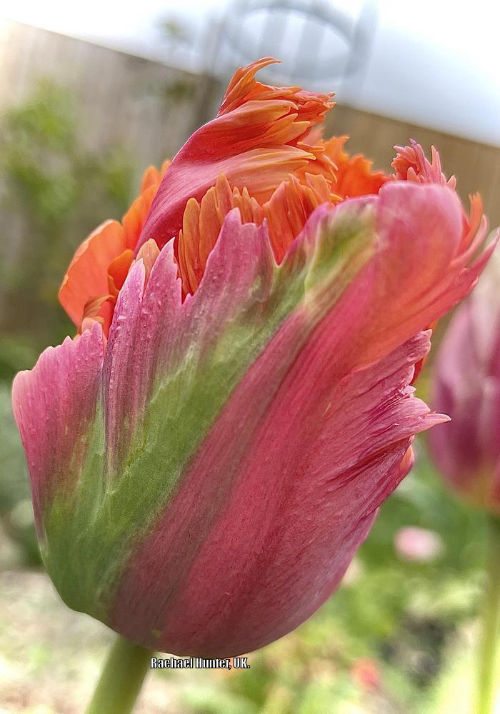 Photo of the bloom of Parrot Tulip (Tulipa 'Amazing Parrot') posted by ...