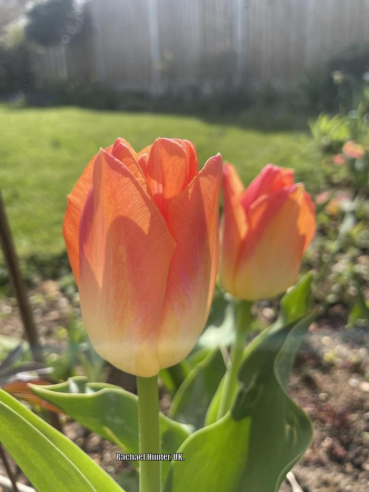 Photo of the bloom of Tulip (Tulipa 'Sunrise Dynasty') posted by RachaelHunter - Garden.org