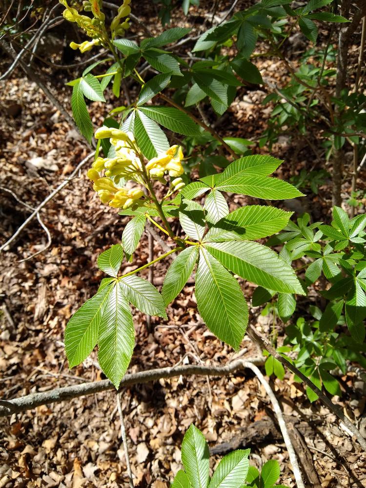 Photo of the bloom of Yellow Buckeye (Aesculus flava) posted by ...