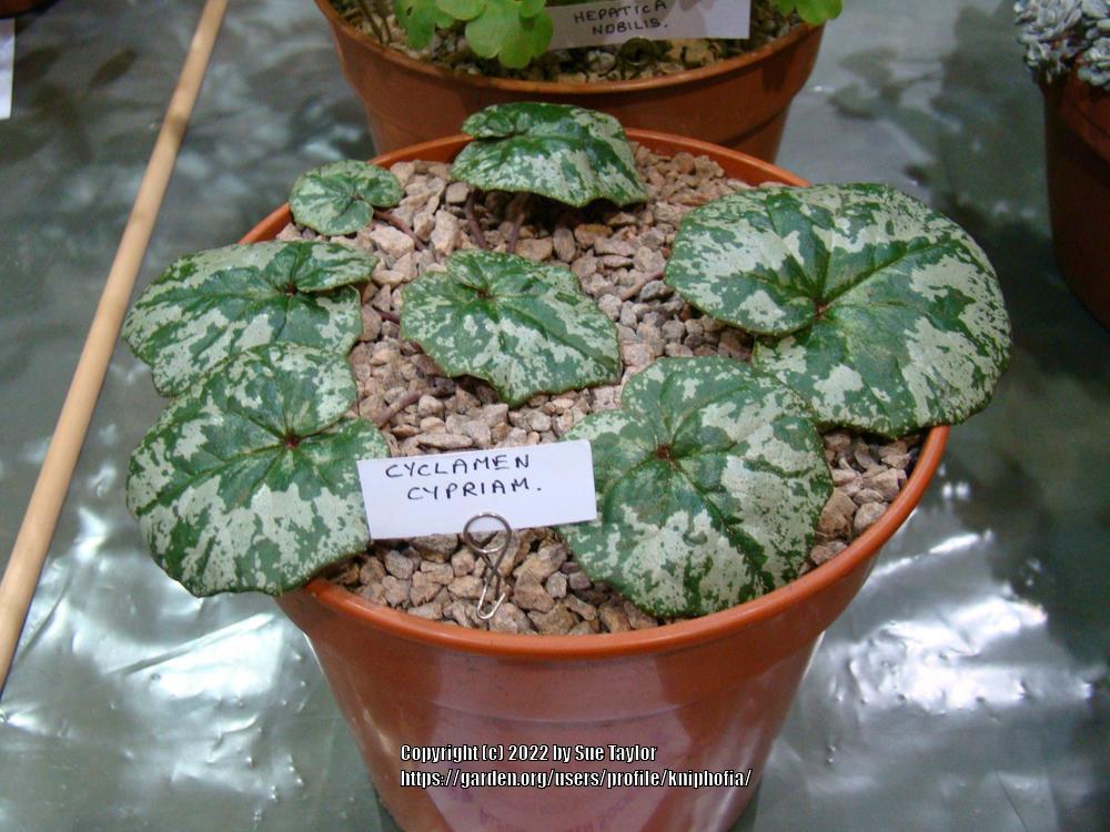 Photo of the entire plant of Cyprus Cyclamen (Cyclamen cyprium) posted ...