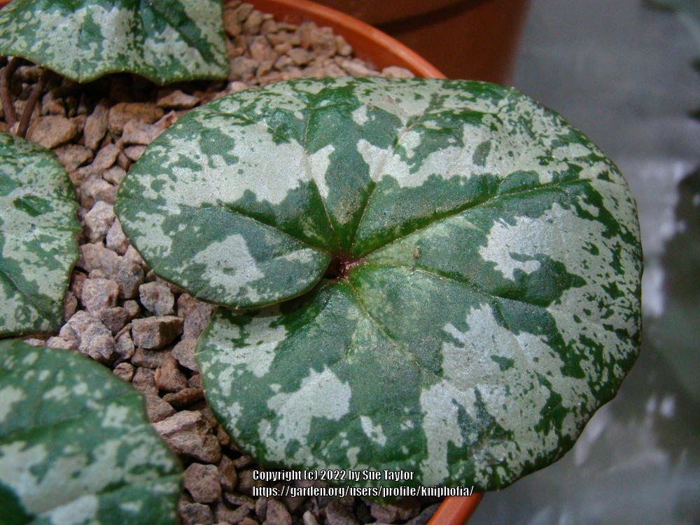 Photo of the leaves of Cyprus Cyclamen (Cyclamen cyprium) posted by ...