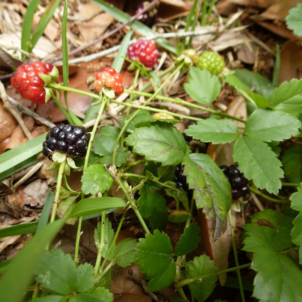 Southern Dewberry (Rubus trivialis) in the Rubus Database - Garden.org