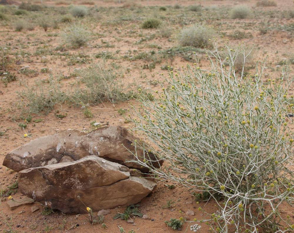 Photo of the entire plant of Arfaj (Rhanterium epapposum) posted by ...