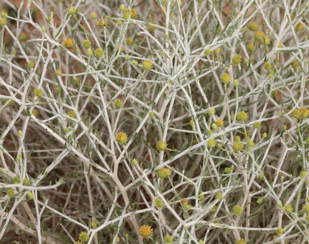 Photo of the bloom of Arfaj (Rhanterium epapposum) posted by ...