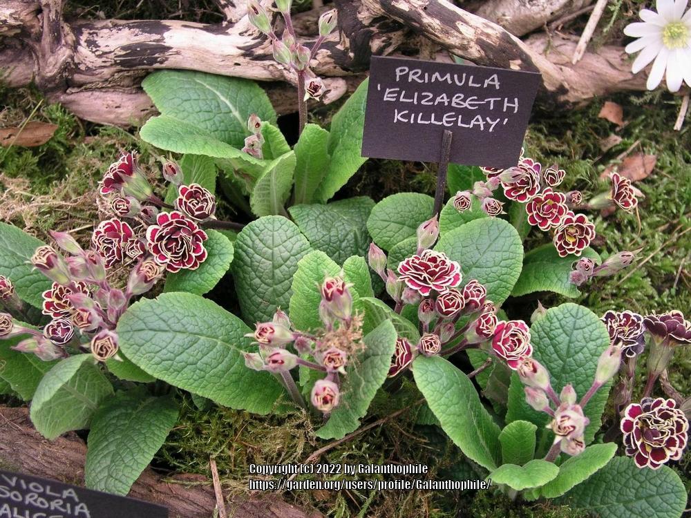 Photo of the entire plant of Primrose (Primula 'Elizabeth Killelay ...