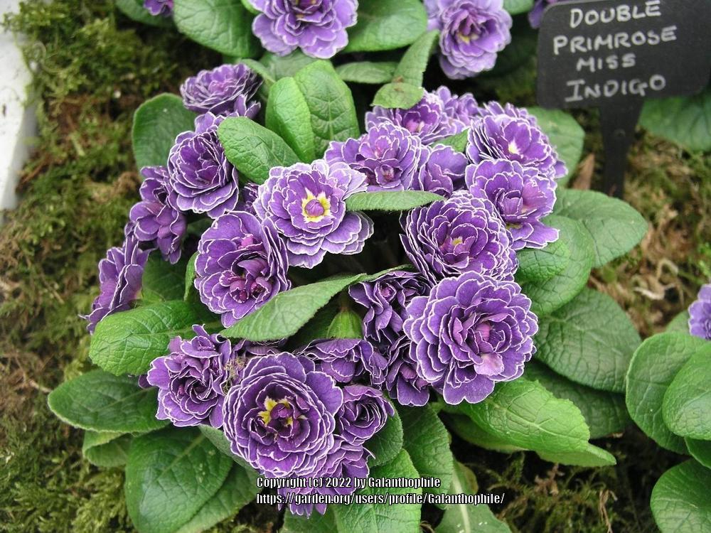 Photo of the entire plant of English Primrose (Primula vulgaris 'Miss ...