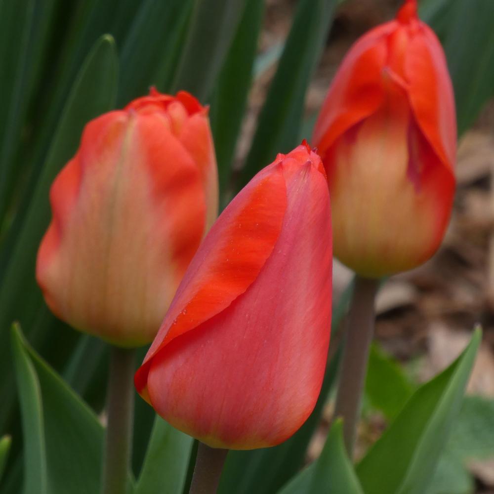 Photo of the bloom of Single Early Tulip (Tulipa 'Red Revival') posted ...