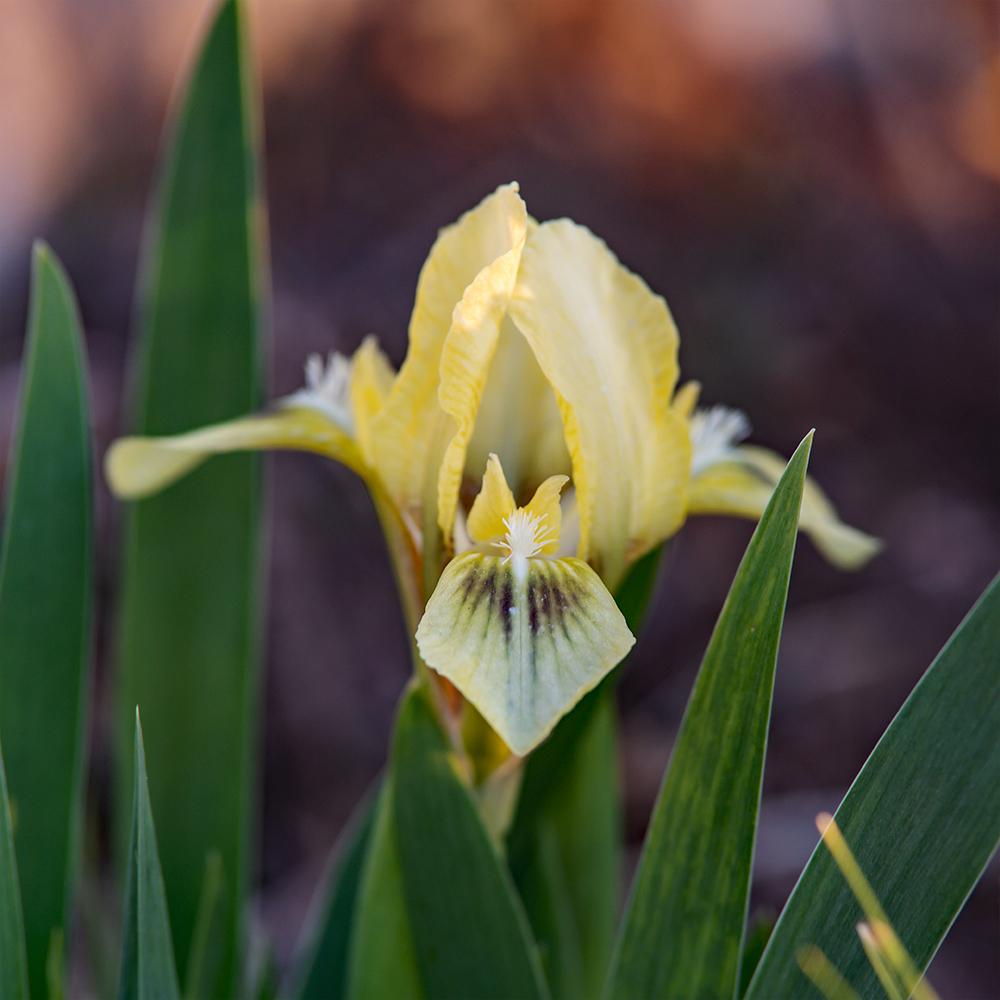 Miniature Dwarf Bearded Iris (Iris 'Bee Wings') in the Irises Database ...