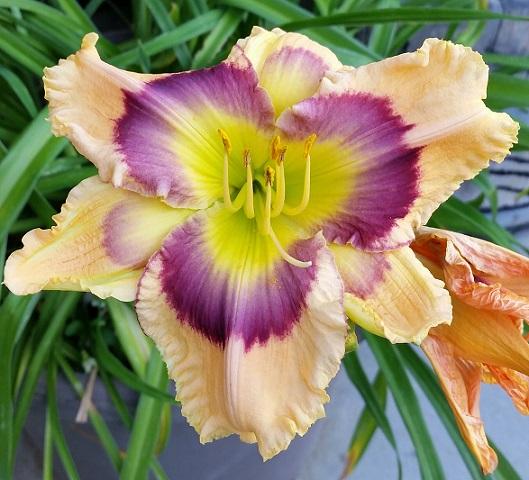 Photo of the bloom of Daylily (Hemerocallis 'Fancy Face') posted by flowerpower35 - Garden.org