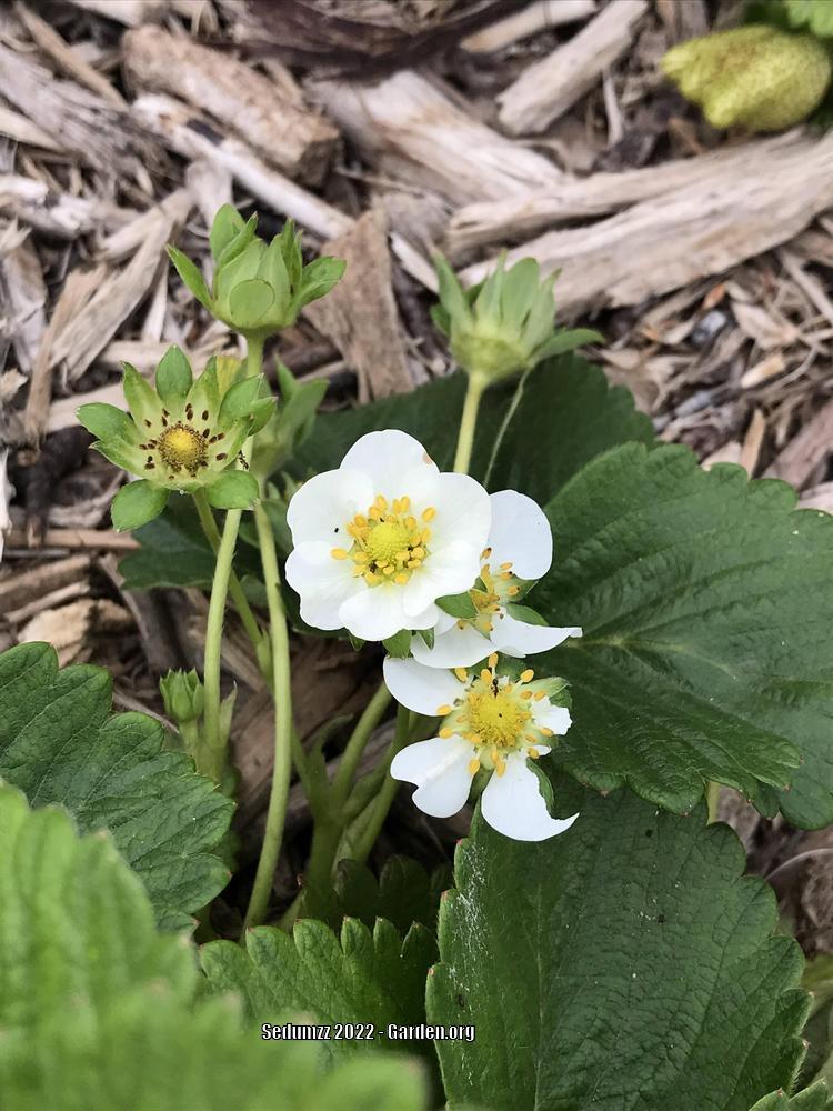 Strawberry (Fragaria x ananassa 'Chandler') in the Strawberries ...