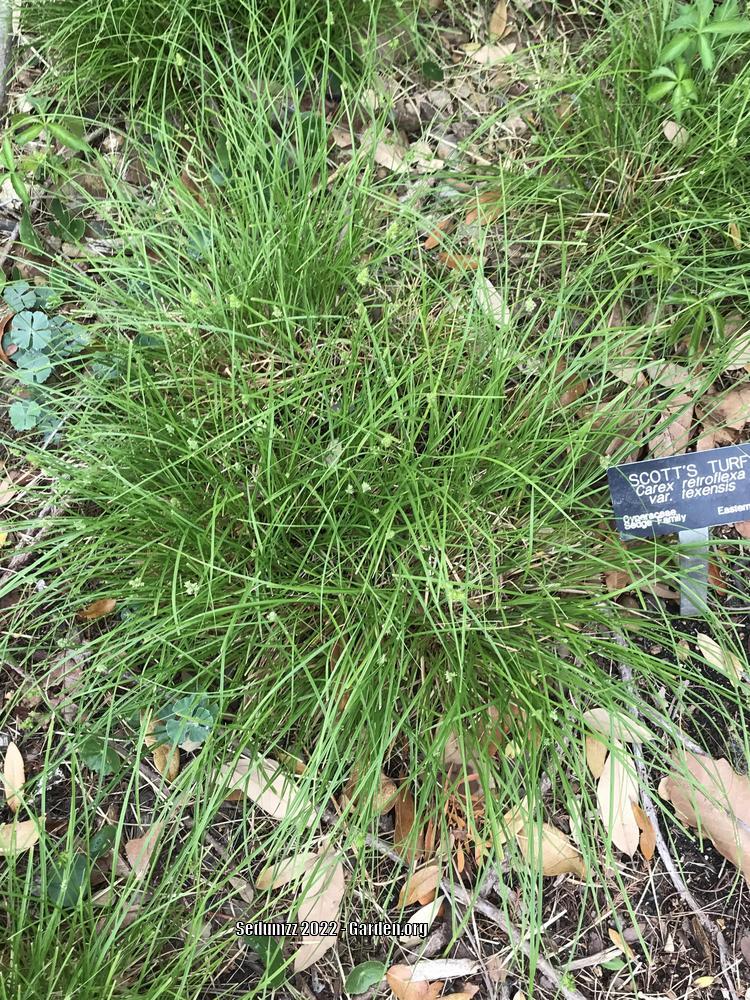 Photo of the entire plant of Texas sedge (Carex texensis) posted by ...