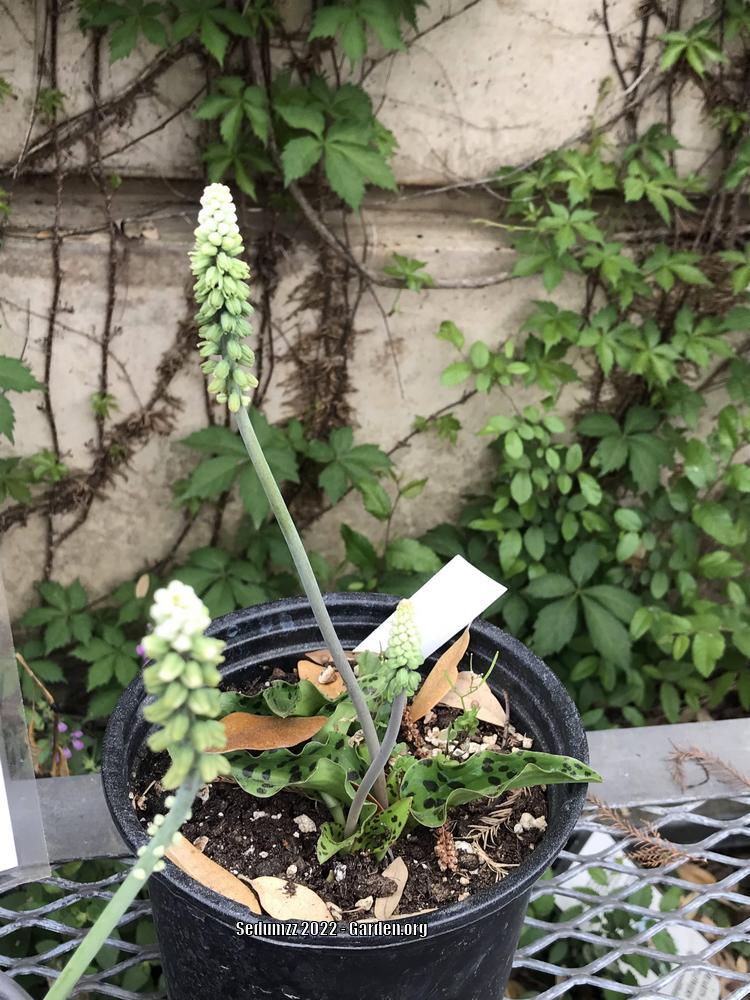 Photo of the entire plant of African Hosta (Drimiopsis maculata) posted ...