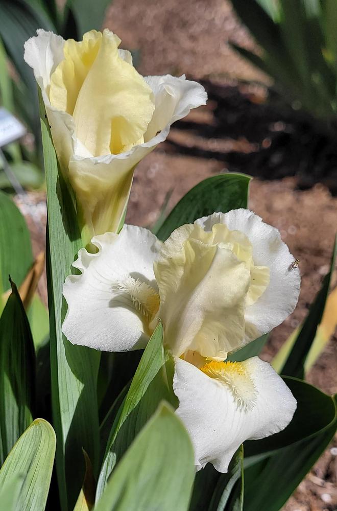 Standard Dwarf Bearded Iris (Iris 'Sweet and Innocent') in the Irises ...