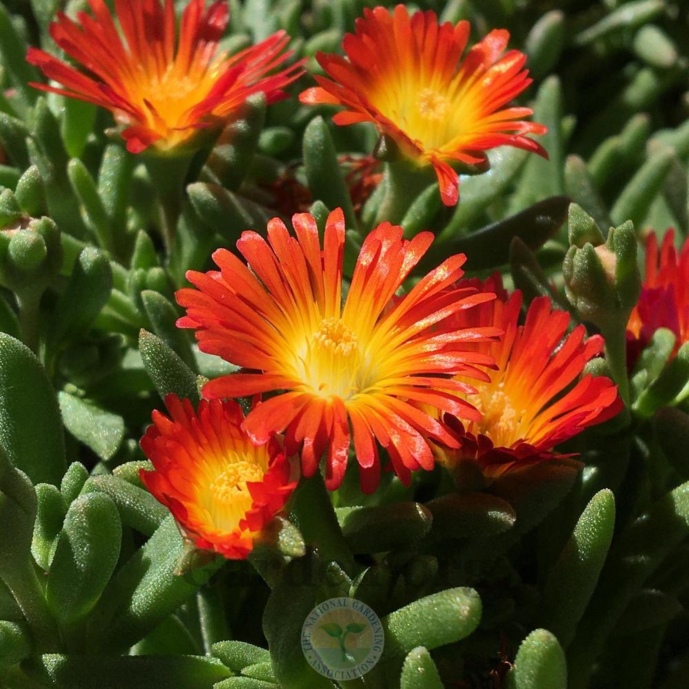 Ice Plant (Delosperma Delmara™ Orange) - Garden.org