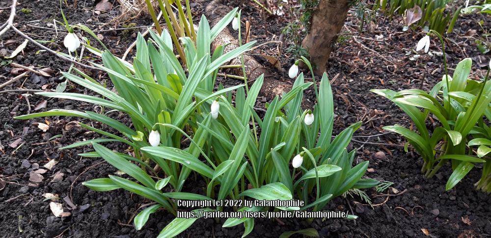 Snowdrop (Galanthus 'Amy Jade') in the Snowdrops Database - Garden.org