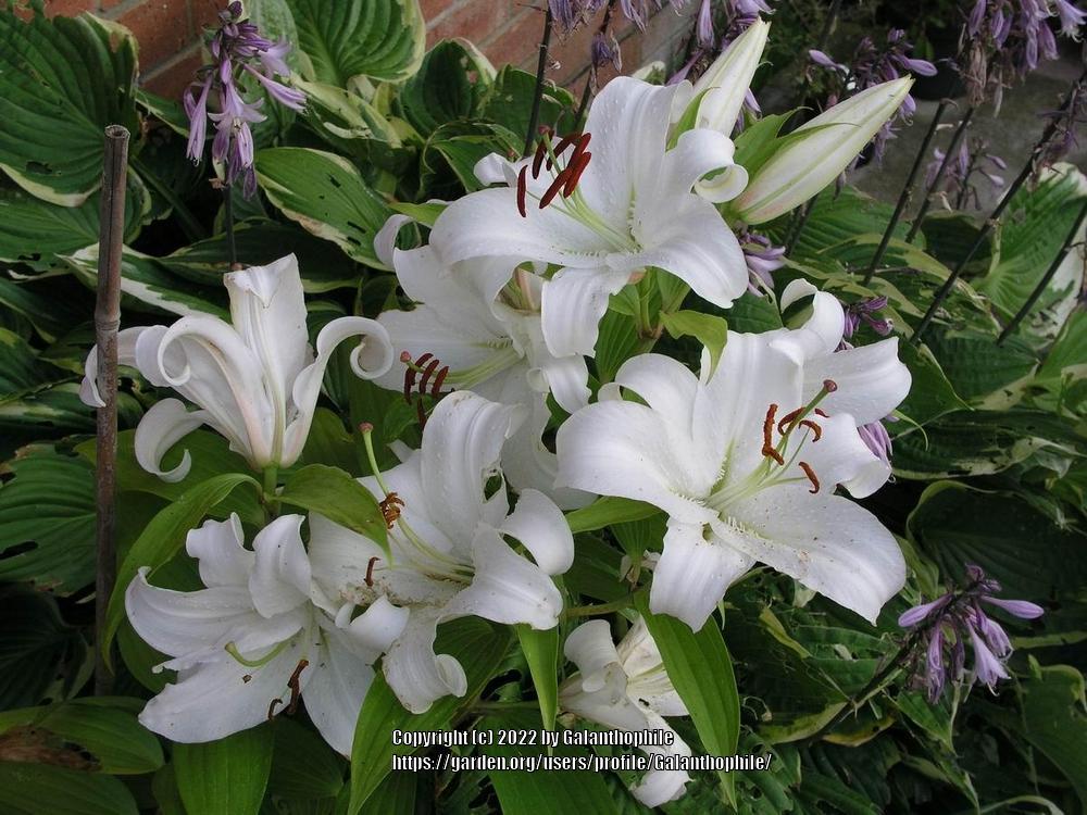 Lily (Lilium 'Simplon') in the Lilies Database - Garden.org