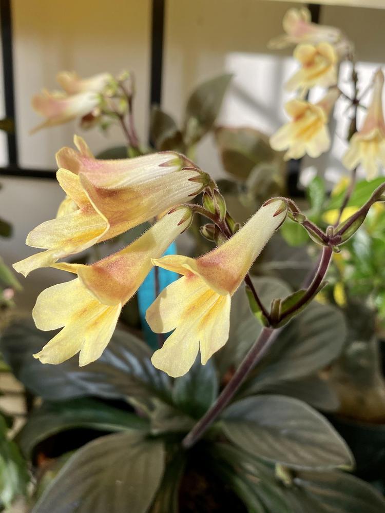 Chirita (Primulina 'Aiko') - Garden.org