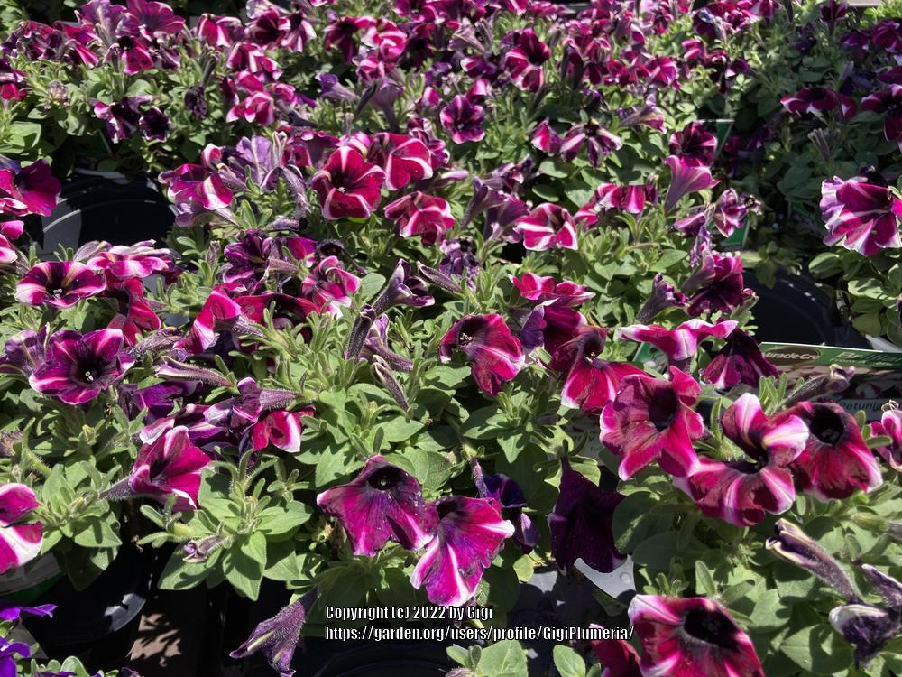 Photo of the bloom of Petunia Headliner™ Raspberry Swirl posted by ...