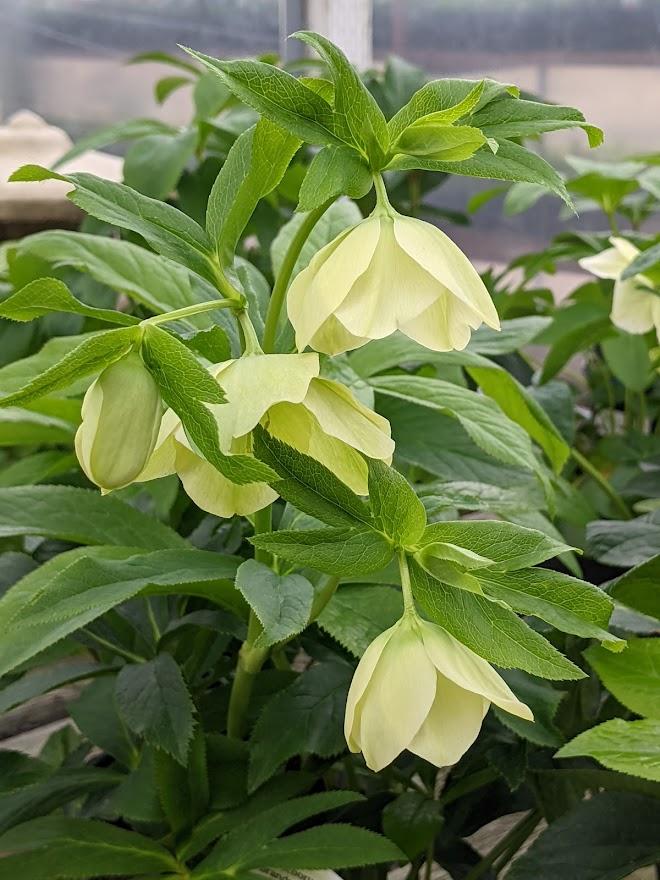Photo of the entire plant of Hellebore (Helleborus 'Brandywine') posted ...