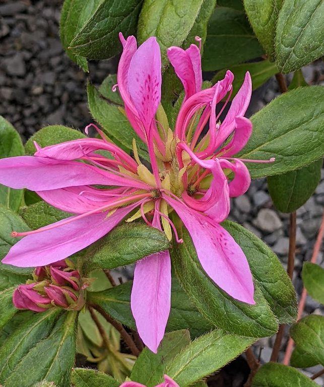 Azalea (Rhododendron 'Nuccio's Purple Dragon') in the Rhododendrons ...