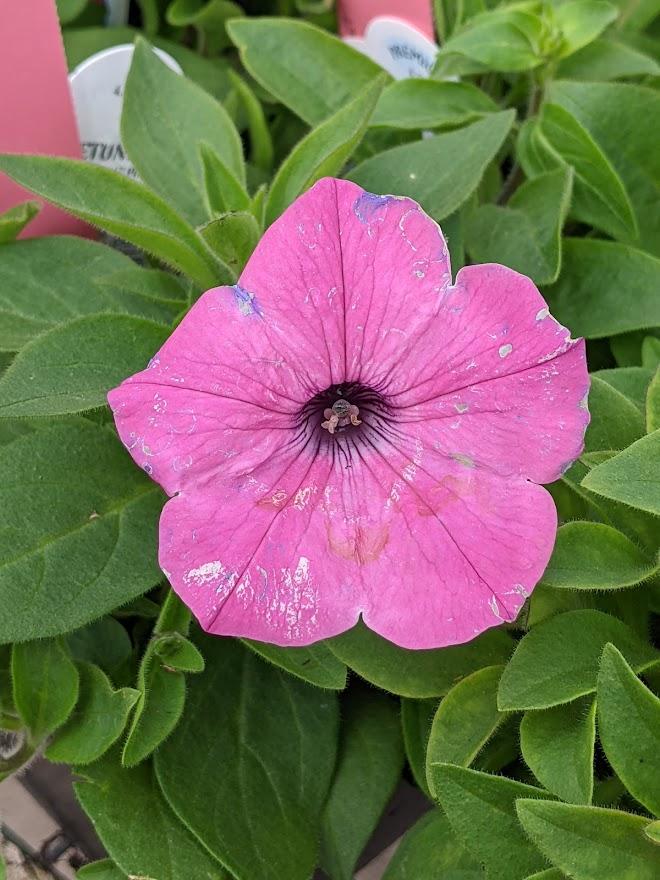 Petunia ColorRush™ Pink in the Petunias Database - Garden.org