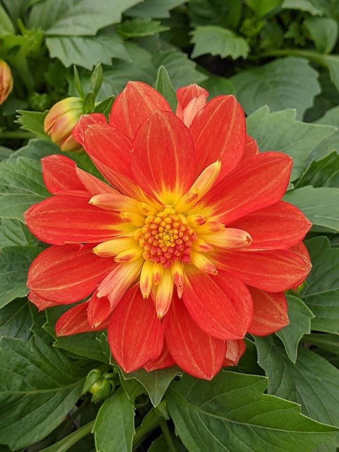 Dahlia Dalaya® Fireball in the Dahlias Database - Garden.org