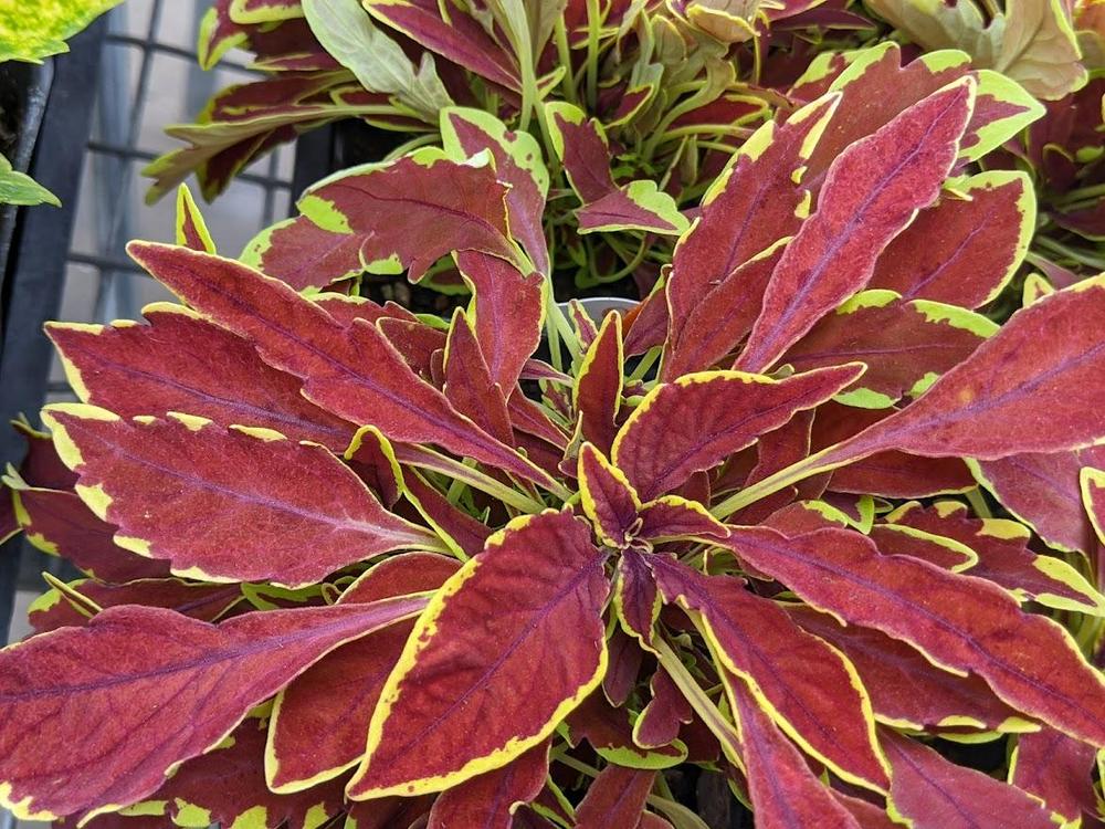 Coleus (Coleus scutellarioides 'Le Freak') in the Coleus Database ...