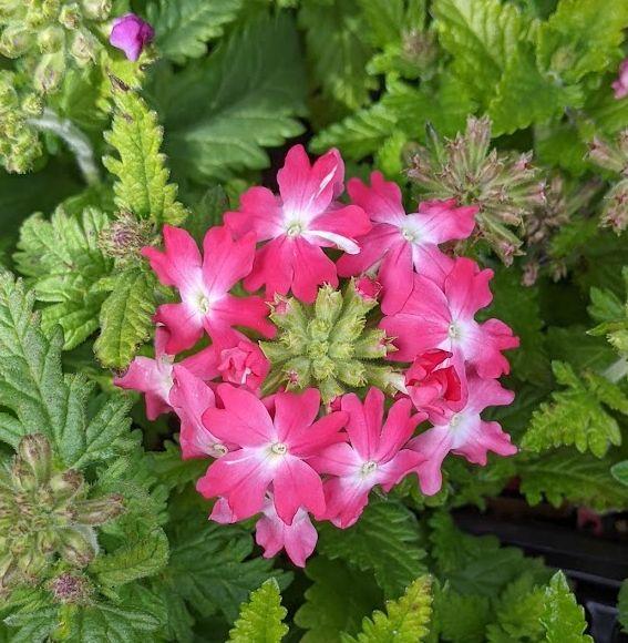 Verbena (Verbena x hybrida Obsession™ Coral with Eye) - Garden.org