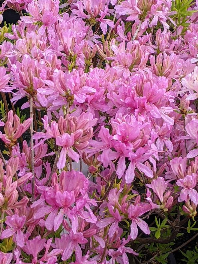 Photo of the bloom of Azalea (Rhododendron 'Western Lights') posted by ...