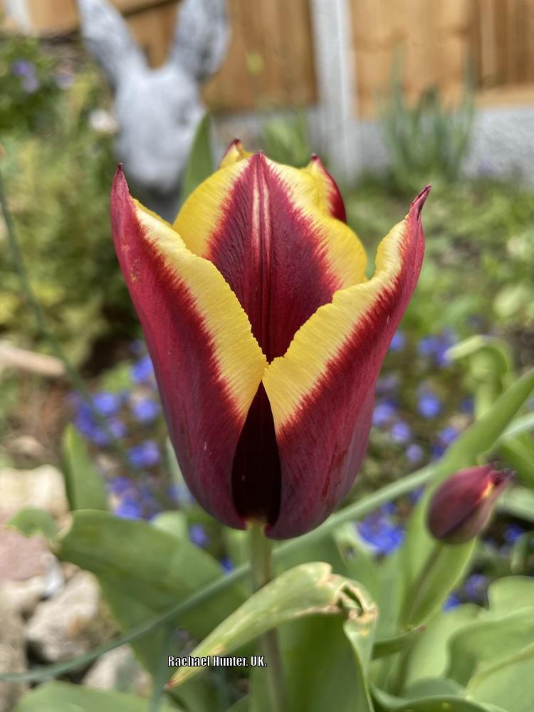 Photo of the bloom of Tulip (Tulipa 'Dow Jones') posted by ...
