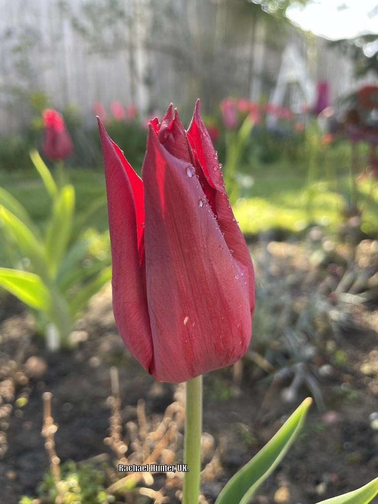 Tulip (Tulipa 'Lasting Love') in the Tulips Database - Garden.org