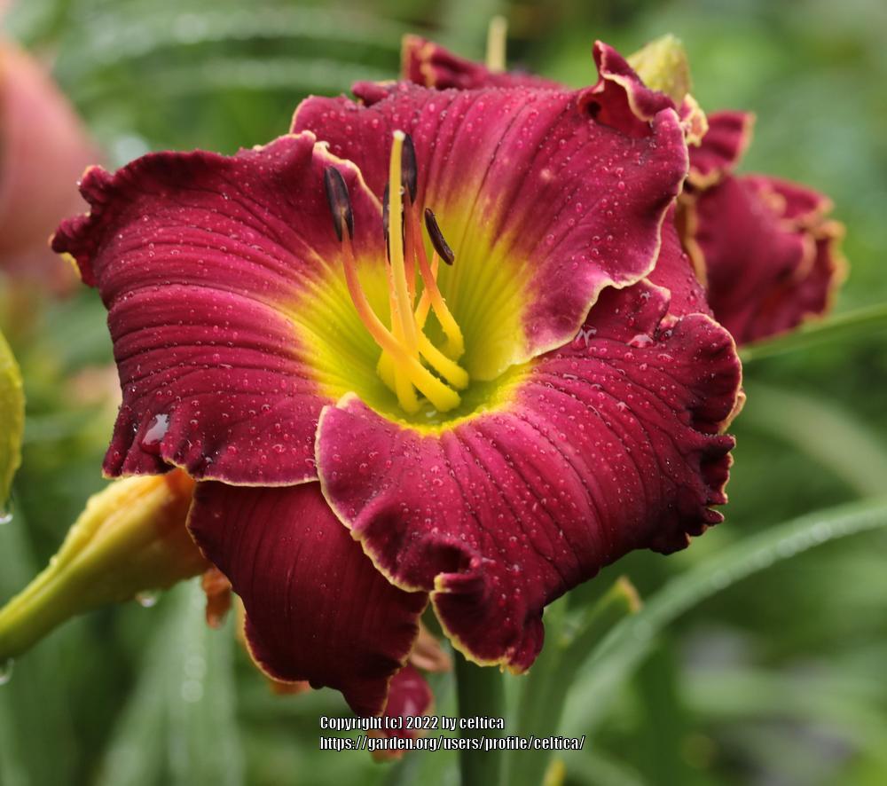 Photo of the bloom of Daylily (Hemerocallis 'Royal Robes') posted by ...