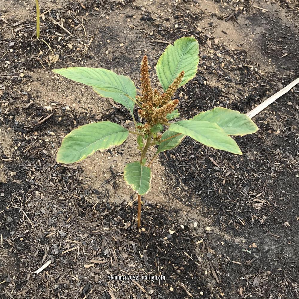 Photo of the entire plant of Amaranth (Amaranthus cruentus 'Juana's ...