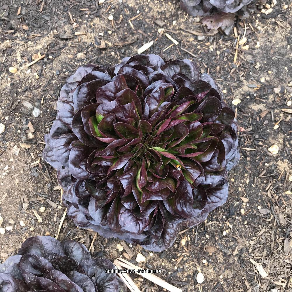 Lettuce (Lactuca sativa 'Yugoslavian Red Butterhead') in the Lettuces ...