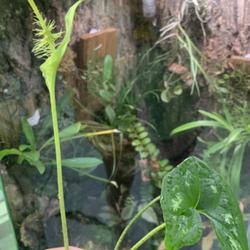 Ulearum donburnsii - Garden.org