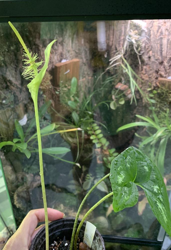 Photo of the bloom of Ulearum donburnsii posted by Gina1960 - Garden.org