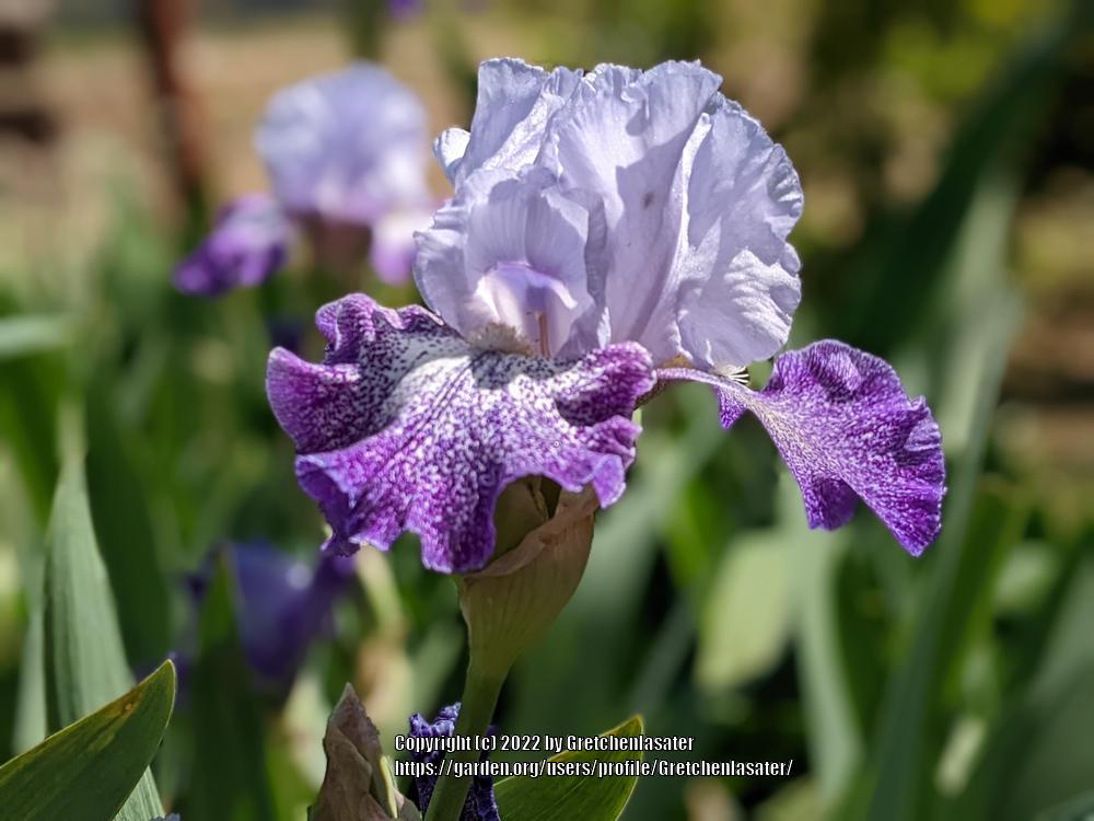 Photo of the bloom of Tall Bearded Iris (Iris 'Splashacata') posted by Gretchenlasater - Garden.org