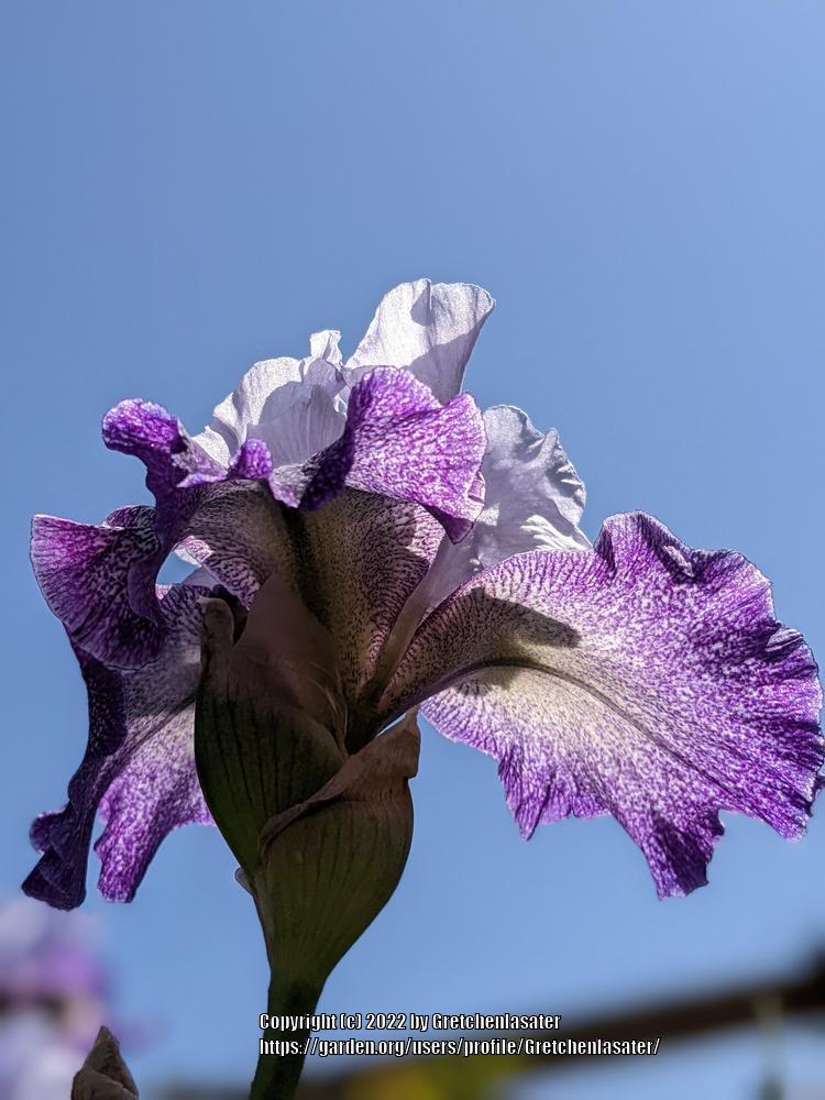 Photo of the bloom of Tall Bearded Iris (Iris 'Splashacata') posted by Gretchenlasater - Garden.org