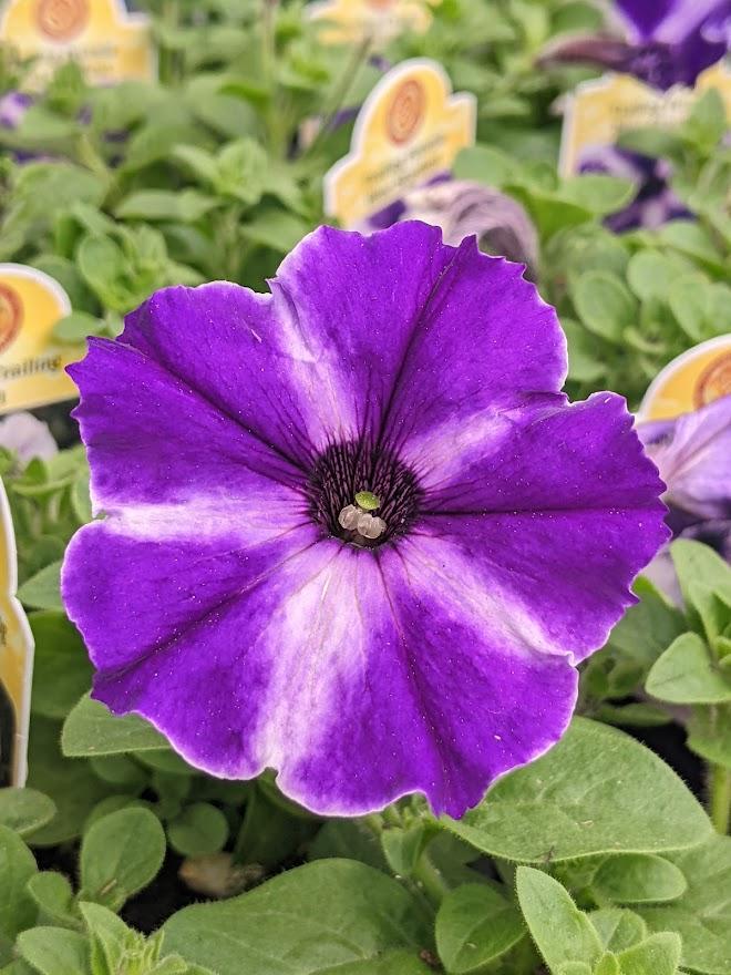 Petunia Glow™ Blue Stardust in the Petunias Database - Garden.org