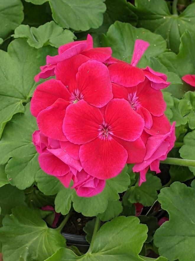 Geranium (Pelargonium Calliope® Medium Crimson Flame) in the ...