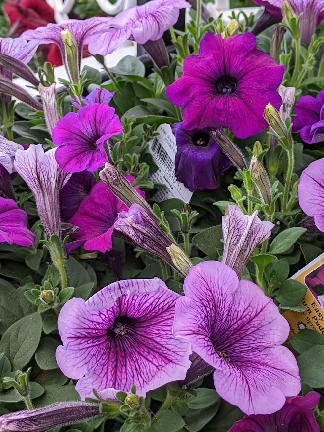 Petunia Easy Wave® Plum Pudding Mix in the Petunias Database - Garden.org